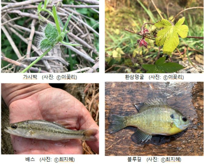 생태계 보고 대구 달성습지 생물 다양성 탐사 결과 교란 신호 포착 노컷뉴스