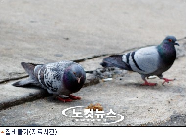 ''거리의 무법자'' 집비둘기, 유해 야생동물로 지정 - 노컷뉴스
