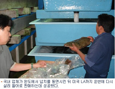 완도서 동면된 넙치, LA에서 다시 살린다 - 노컷뉴스