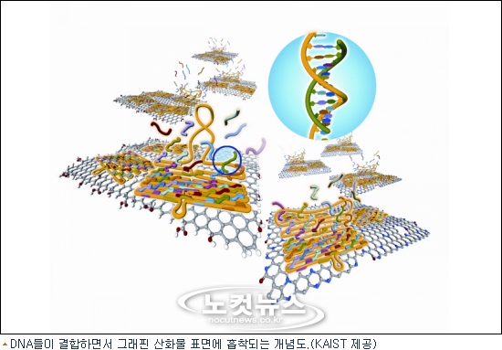 KAIST, DNA 활용 2나노급 반도체 제조 기술 개발 - 노컷뉴스