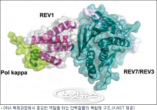 KAIST, 손상된 DNA의 돌연변이 유발 기전 규명 - 노컷뉴스