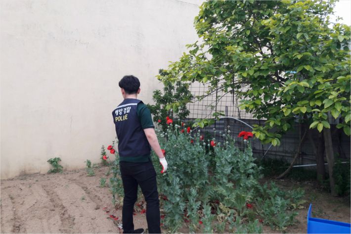울진해경 양귀비 불법재배 적발 노컷뉴스