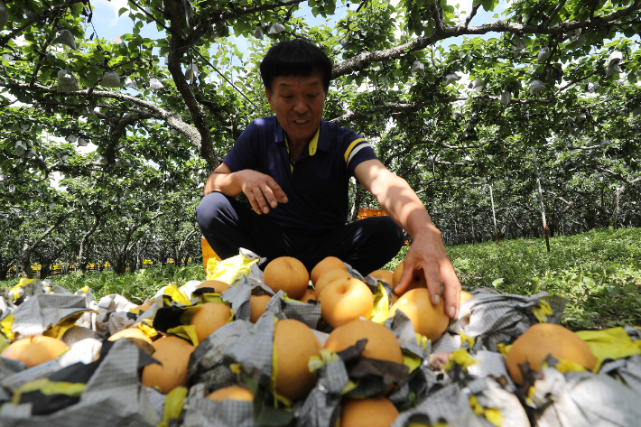 전남지역 농작물 1,123ha 피해…대부분 쓰러짐.낙과 피해 - 노컷뉴스