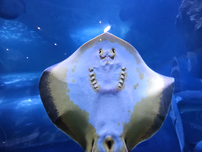 전남해양수산과학원, 상어·가오리 등 연골어류·병어류 특별전시 - 노컷뉴스