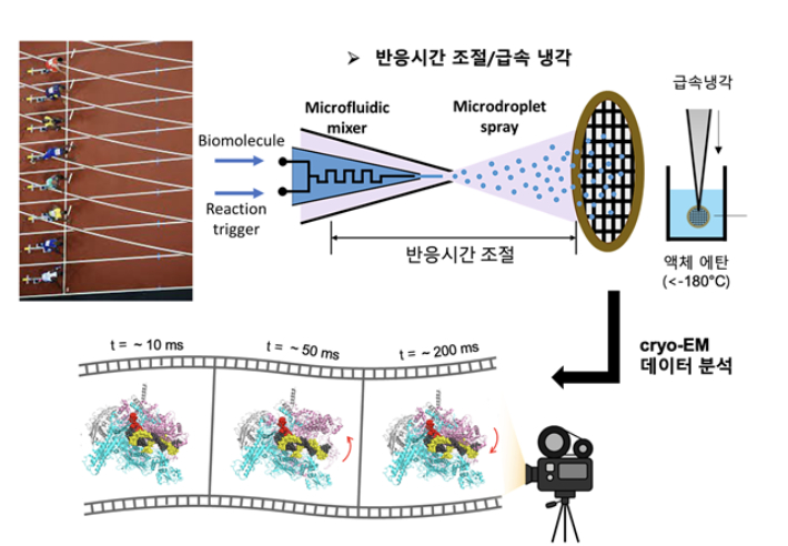 KAIST, 1천분의 6초에 발생하는 단백질 반응 분석 - 노컷뉴스