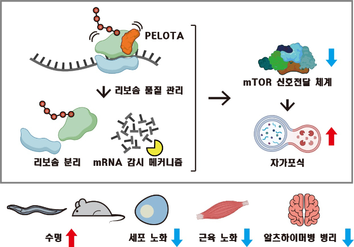 KAIST "RNA 조절로 노화 속도 늦춘다"…장수 비밀 밝혀지나 - 노컷뉴스